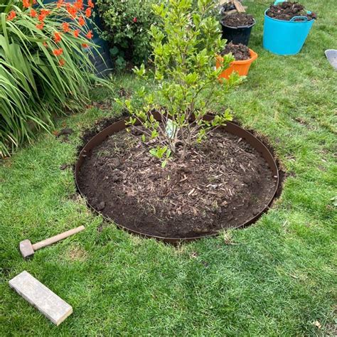 Buy Powder Coated Steel Tree Ring Edging Brown