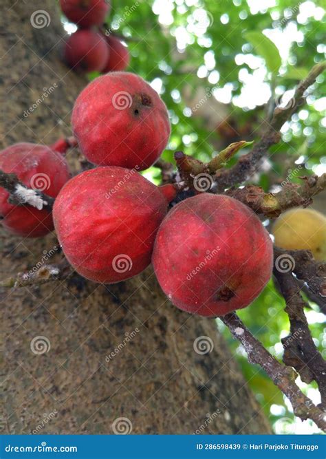 The Red Wild Fruit Ficus Racemosa Stock Image Image Of Gaze