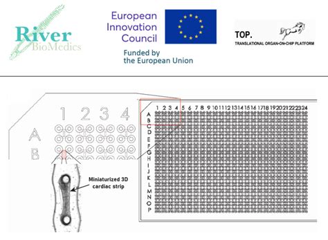 €145 Million Grant From Eic Transition River Biomedics