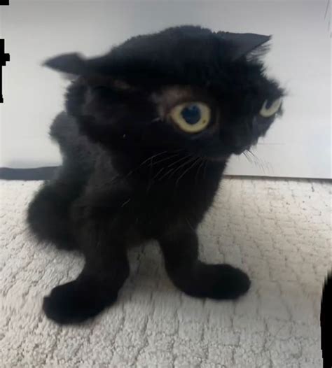 🌈😼only Silly Cats Allowed😼🌈 Tiny Besties Instagram