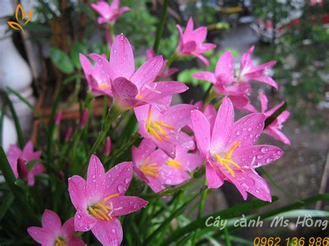 Cây Hoa Phong Huệ