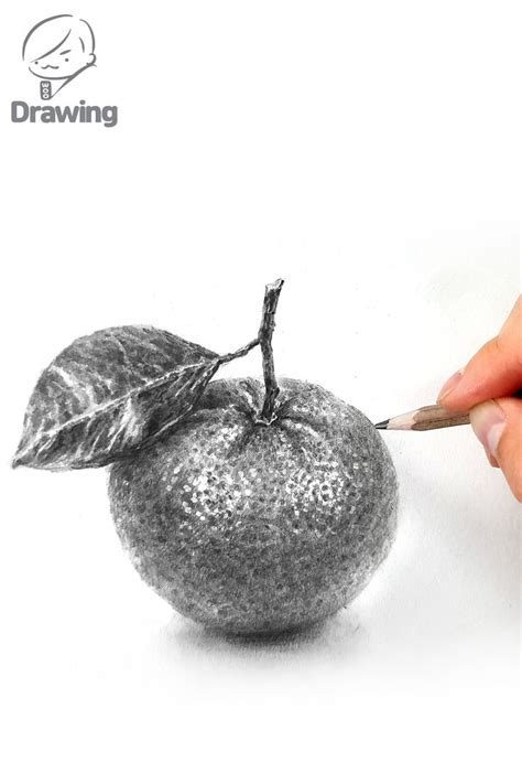 Pencil Drawing How To Draw Orange 오렌지 연필 소묘 기초 정물 정밀 개체묘사 드로잉 그림