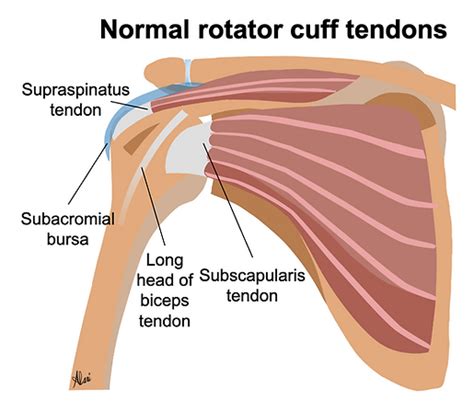 Long Head Of Biceps Tendon Sheath Cortisone Injection Musculoskeletal Ultrasound And Injections