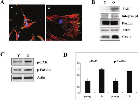 Focal Adhesion Formation In Young And Senescent Cells A Focal