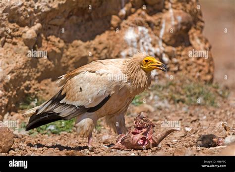 Egyptian Vulture Neophron Percnopterus Feeding On Goat Carcass