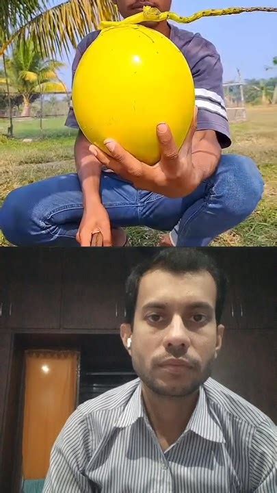 Amazing Small Tree Yellow Coconut Cutting Skills Youtubeshorts Asmr Satisfying Viral Youtube