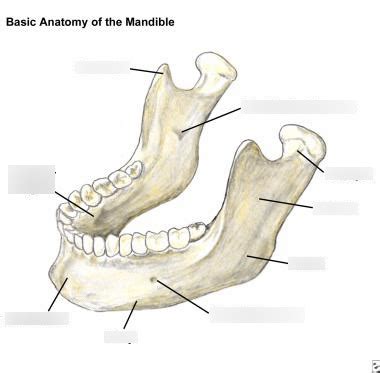 Mandible Diagram Quizlet