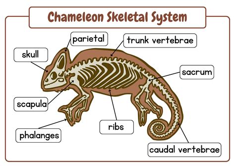Anatomy Animal Skeletal System Reptile Chameleon Skeleton Posters