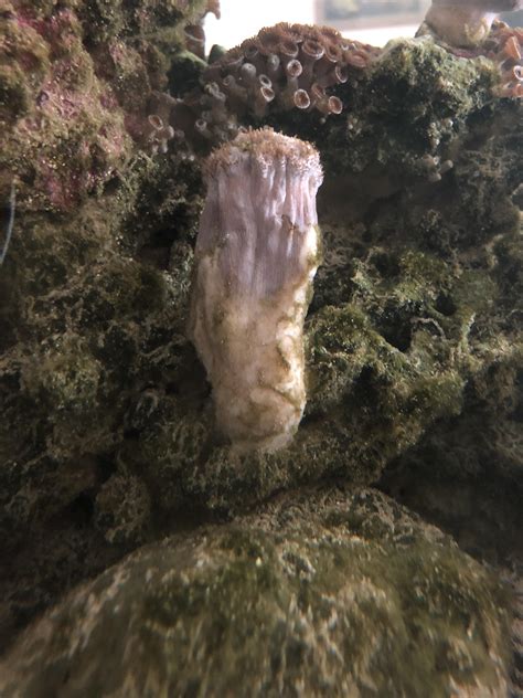 Is My Toad Stool Dieing If So Why When Everything Else Is Thriving