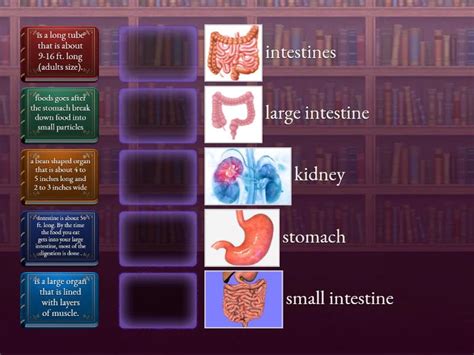 Identifying Major Organs Group 1 Match Up