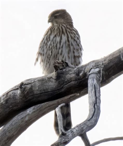 Ml644591467 Coopers Hawk Macaulay Library