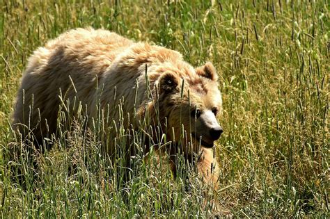European Brown Bear Light Fur Free Photo On Pixabay Pixabay