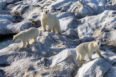 52 Polar Bears On Wrangel Island