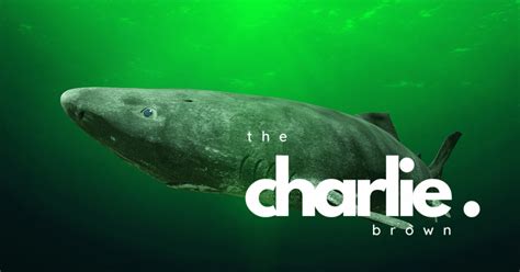 Embrace The Unknown Waters Dive Into New Experiences Like A Shark
