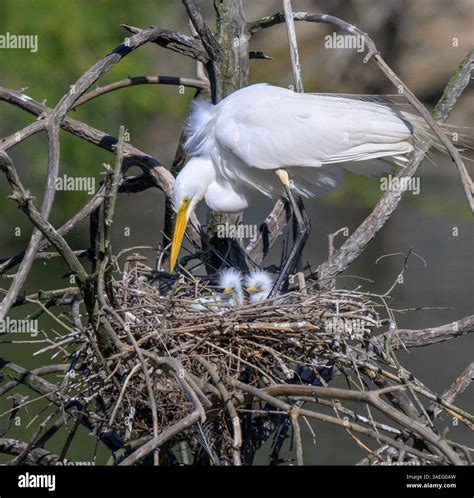Great Egret Ardea Alba At The Nest With Newly Hatched Brooding Chicks
