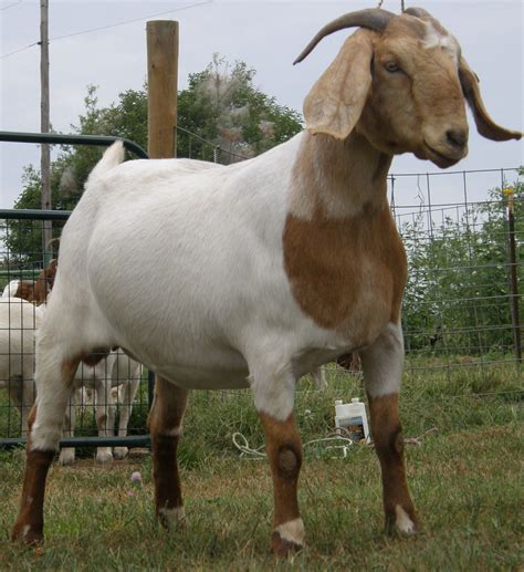 Best Goat Breeds For Your Homesteading Needs Artofit