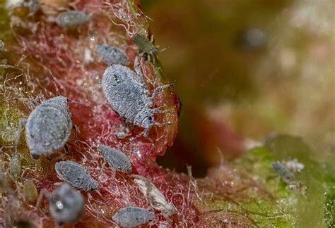 Aphids Birth Biology Background Photo And Picture For Free Download Pngtree