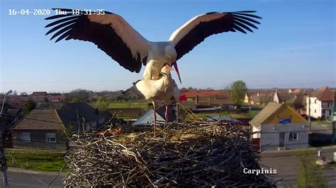 Cuib Berze Carpinis Judetul Timis Transmisiune Live Din Cuibul De