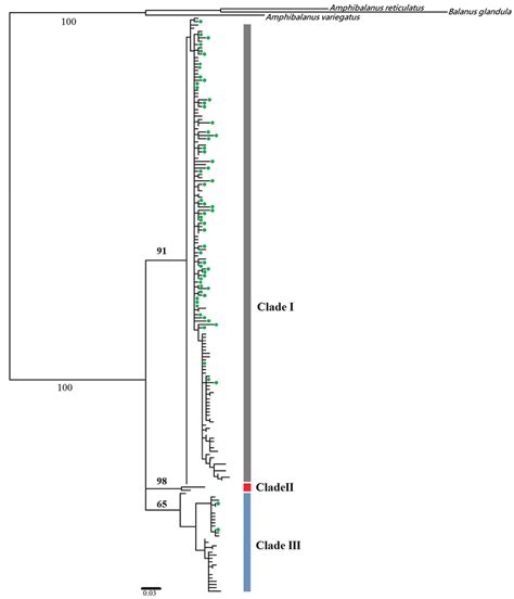 phylogenetic tree constructed with maximum likelihood ml based on the