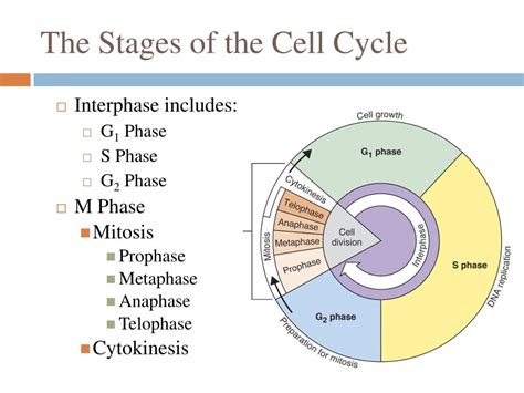 Cell Cycle And Mitosis