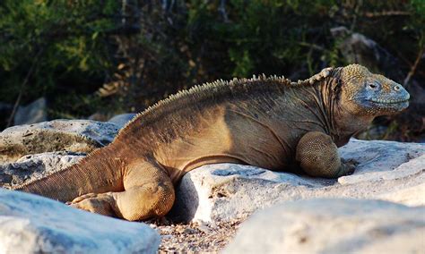 Galapagos Land Iguana Facts Where To See Them Behaviour And More