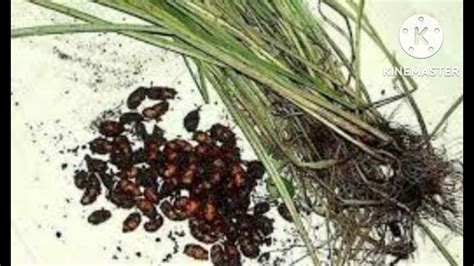 بخور سعد من نبتة السعد Youtube