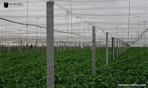 The Basics Of Tomato Raffia String Maintenance Tomato