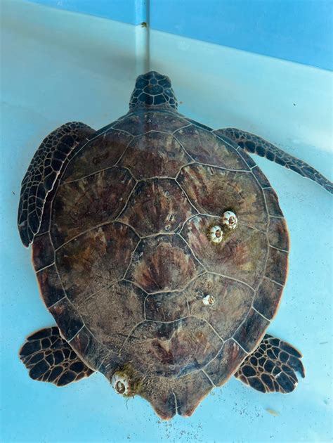 Turtle Born Without Shell