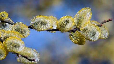 Download Pussy Willow Catkins Bloom Wallpaper