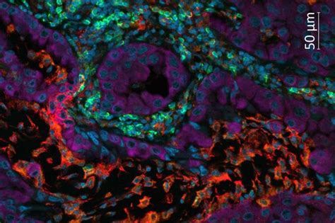 3d Fluorescence Cell Imaging With Different Technologies