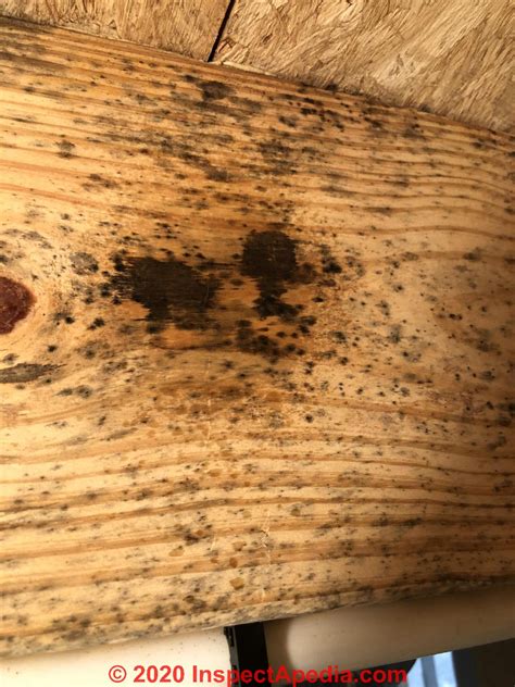 Mold On