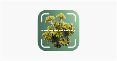 ‎lichen Ai Identify Lichen Id On The App Store