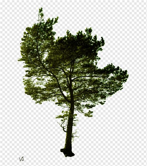 Pine Tree Graphy Tree Building Leaf Branch Png PNGWing