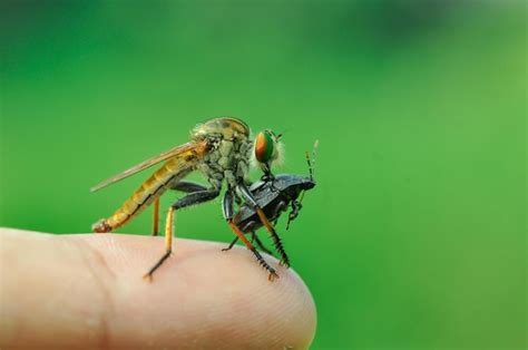 Premium Photo A Bug Has A Bug On Its Nose