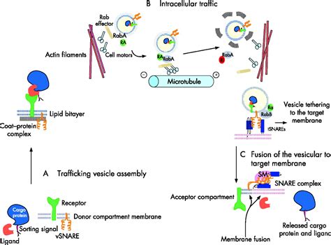 Protein Sorting Signal Meddic