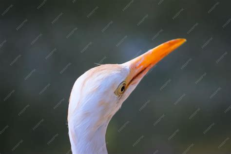 Premium Photo Cattle Egret Head Closeup With Orange Beak