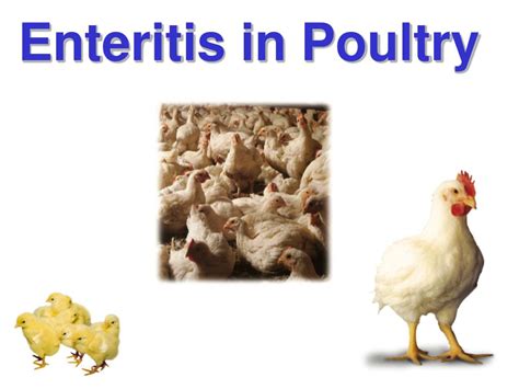 Ppt Enteritis In Poultry Powerpoint Presentation Free Download Id