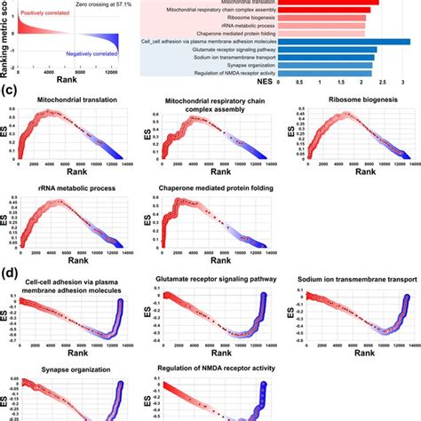 Transcriptomic Sequencing Of The Retinas Of Aged Mice With Or Without Download Scientific