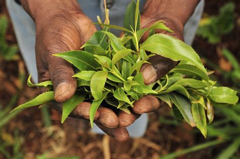 What Are Khat Leaves At Tyson Walsh Blog