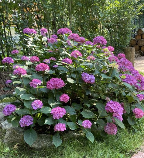 Гортензия крупнолистная Дива Фьёре фиолетовая (Hydrangea macrophylla ...