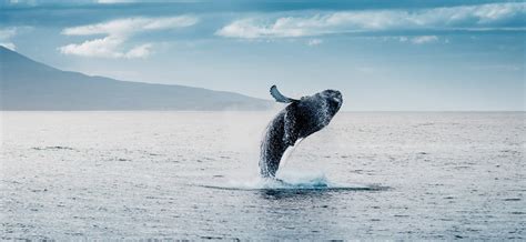 Best Whale Watching Tours In Reykjavik Ultimate Guide 2024