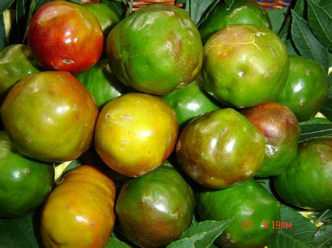 Feria Del Jocote Caminantes Aserrí