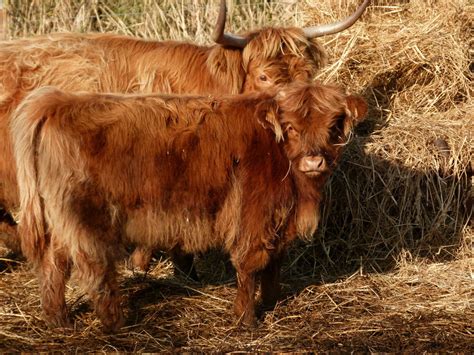 Vache Highland Ferme Des Tresseaux Site Officiel