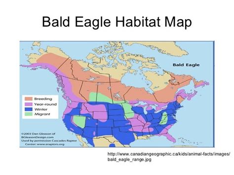 Bald Eagle Map At James Daulton Blog