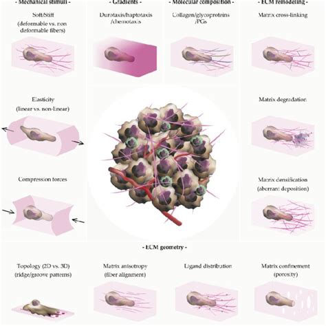 Hydrogel Based Microfluidic Devices For Cell Migration Assays A Download Scientific Diagram