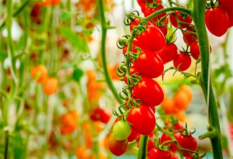 Fantastico Tomato Farm Fresh Selects
