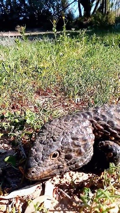 Tyrannosaurus Stumpysubscribe Like Share Youtube