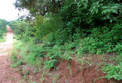 Flora Of Mozambique Species Information Individual Images Crossandra Puberula
