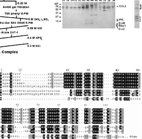Copurification Of The Vhl Complex With Rbx1 A Purification Of The