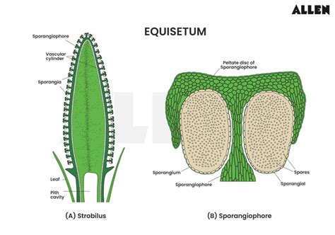 Equisetum Strobilus Labeled Center For Aquatic And Invasive Plants